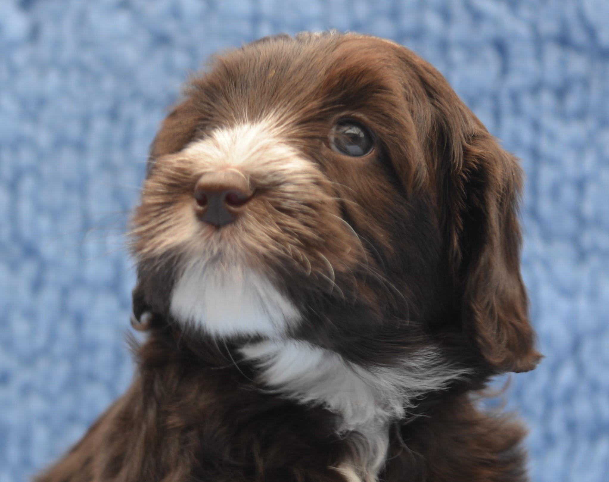 Onze Honden. – Donselaar Labradoodles